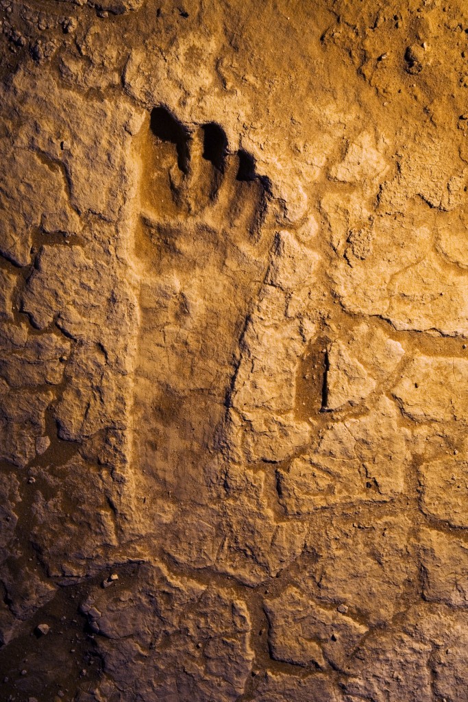 Centre strengthens human evolution research – Griffith News