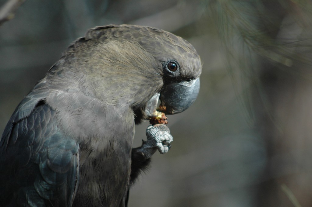 Who’s a pretty pollie? Counting cockatoos for conservation - Griffith News