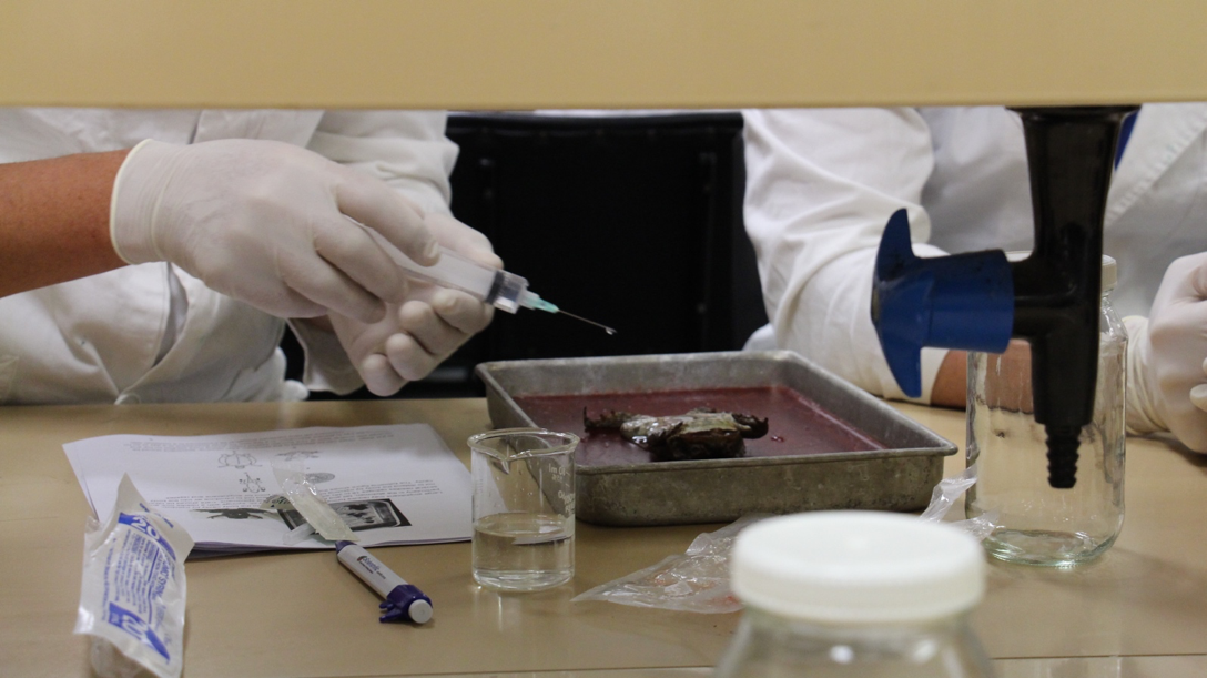 Griffith is inspiring the scientists of the future - Griffith News