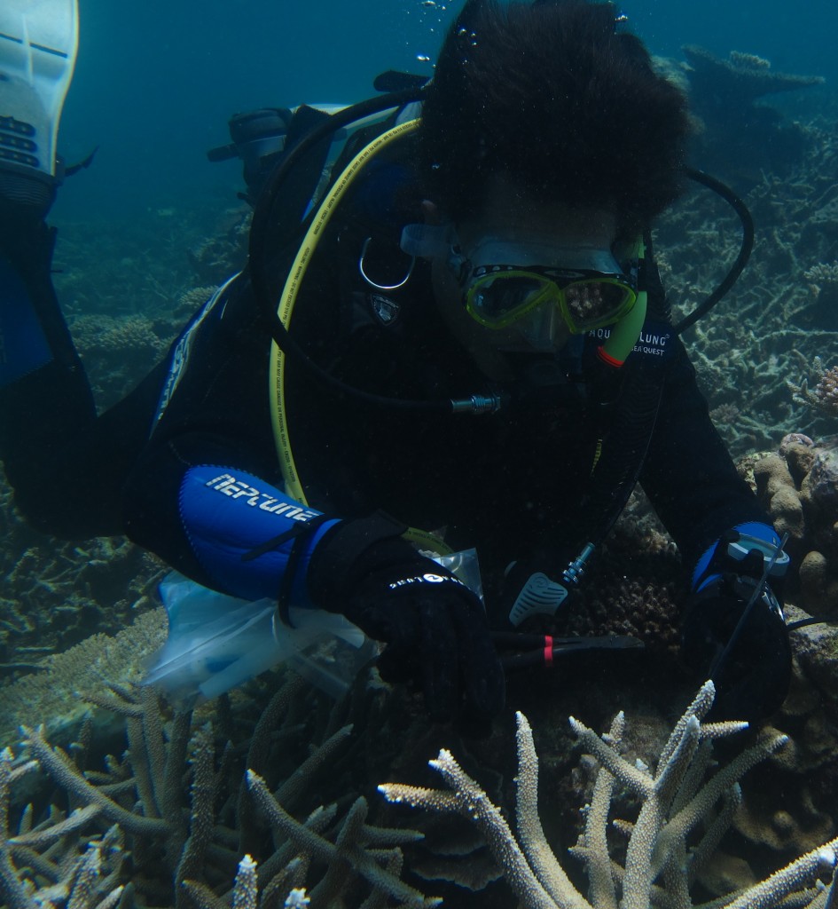 Great Barrier Reef building coral under threat from poisonous seaweed ...