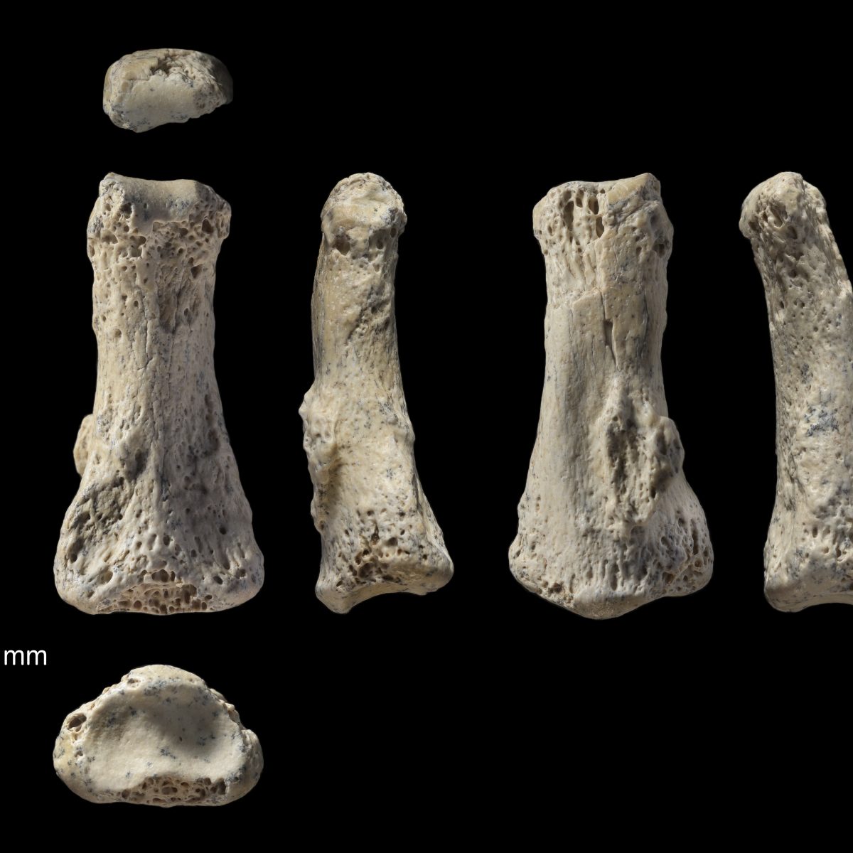 Finger bone discovery believed to be from the oldest modern human found ...