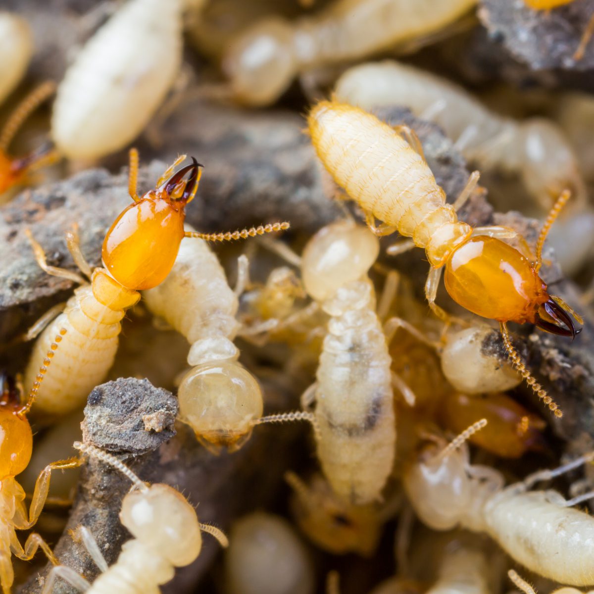Researchers find termites capable of mitigating drought impact on ...