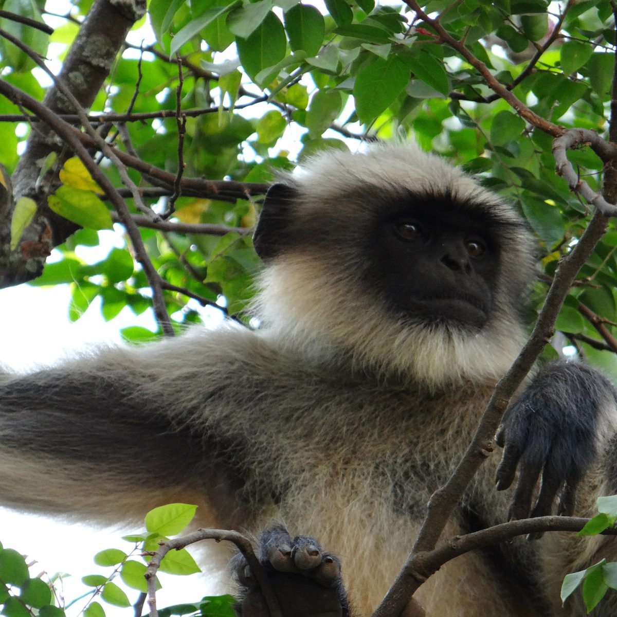 Sophisticated monkey hunting aids human colonisation of South Asian ...