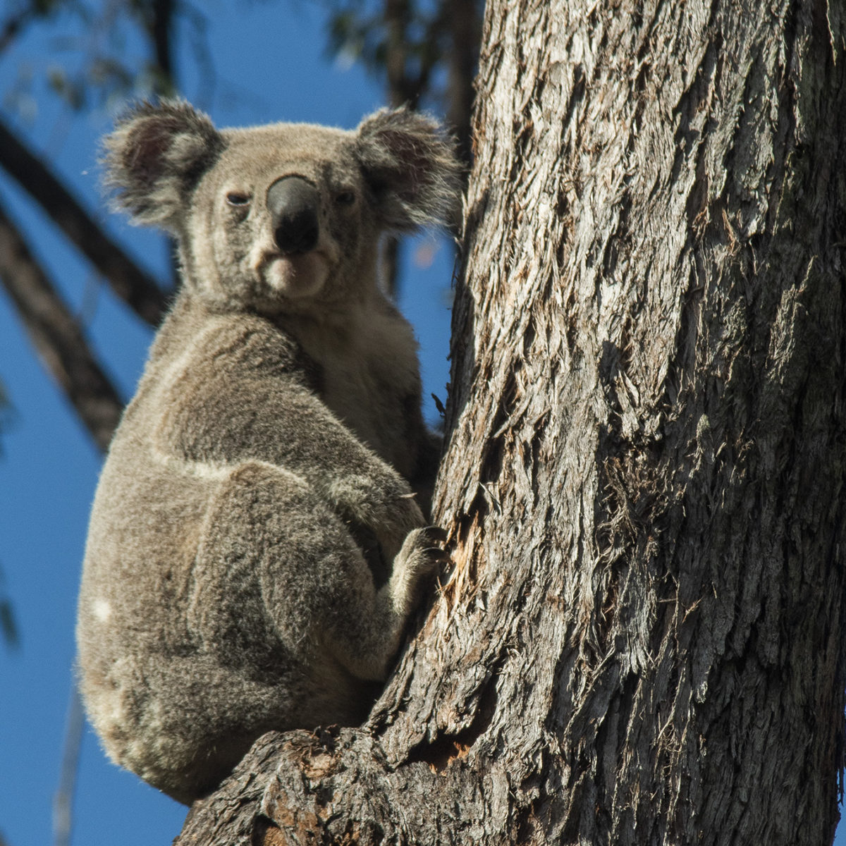 An ecological island in suburbia: Toohey Forest crucial to Brisbane ...