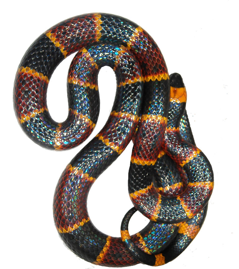 Eight-molecule snake toxin packs a bite for aiding neurological ...