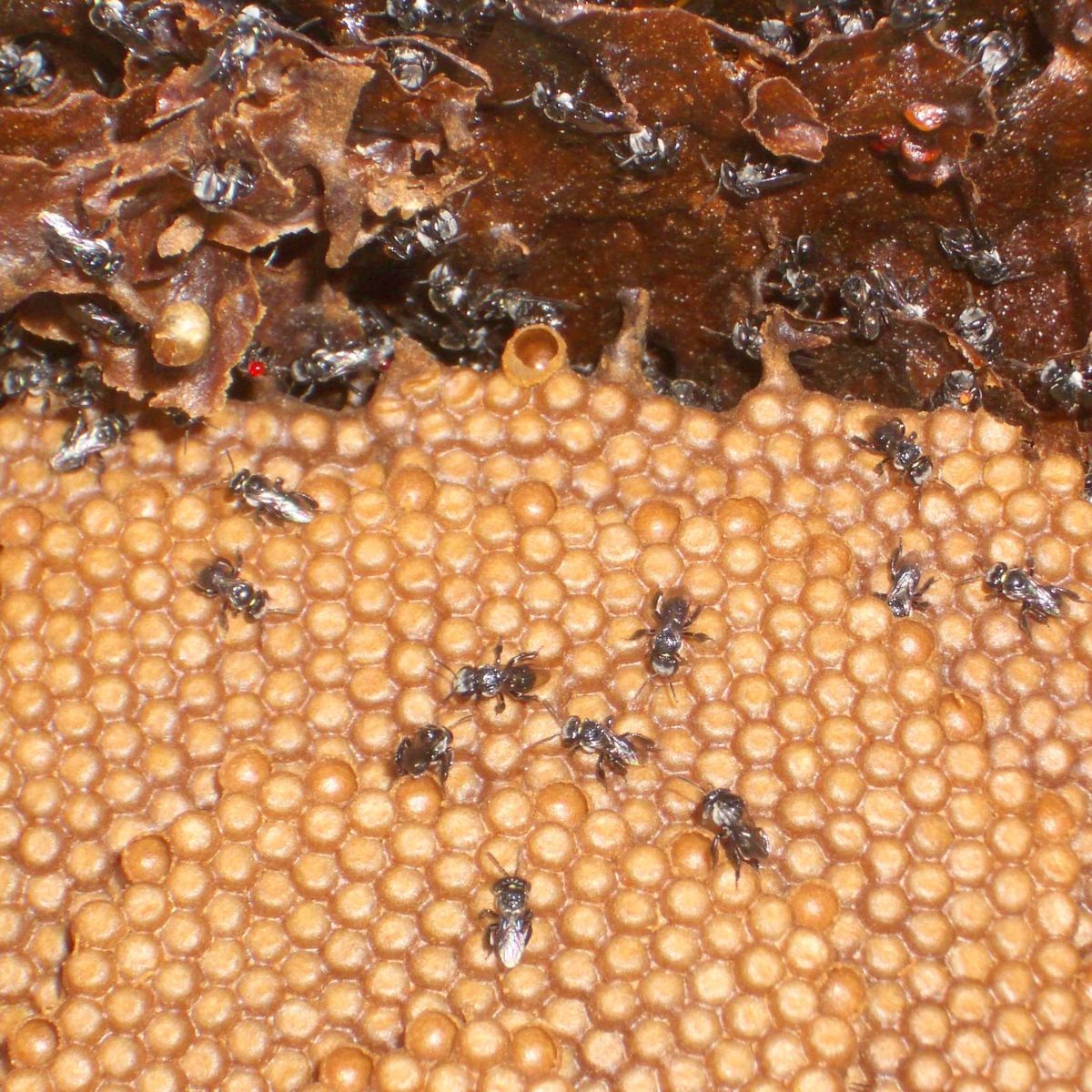 DNA coding key to discovering Native bees’ pollination potential ...