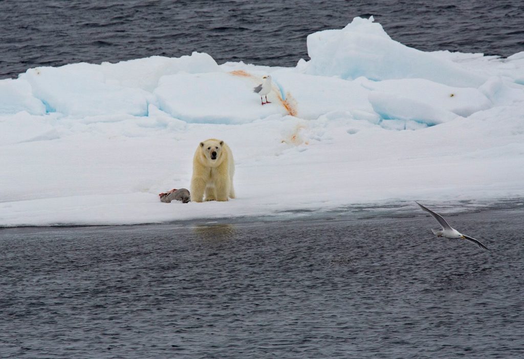 Students off to the Arctic to bear witness to climate change – Griffith ...