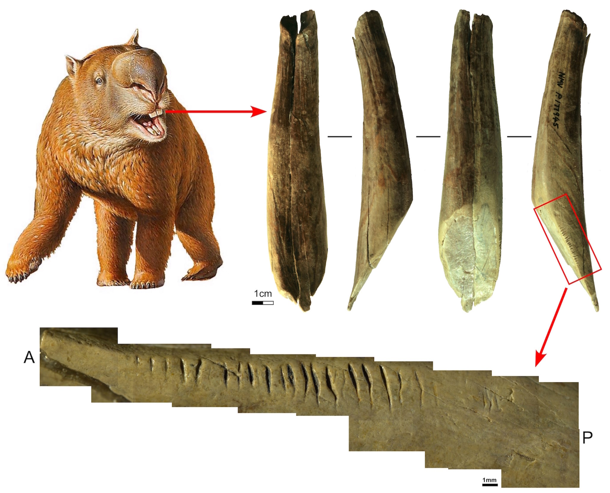 Deeper dig into ‘giant wombat’ bone marks raises more questions than ...