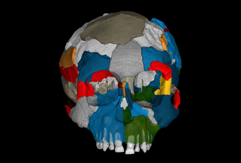 Fossil skull reveals ape-like brain but prolonged growth similar to ...