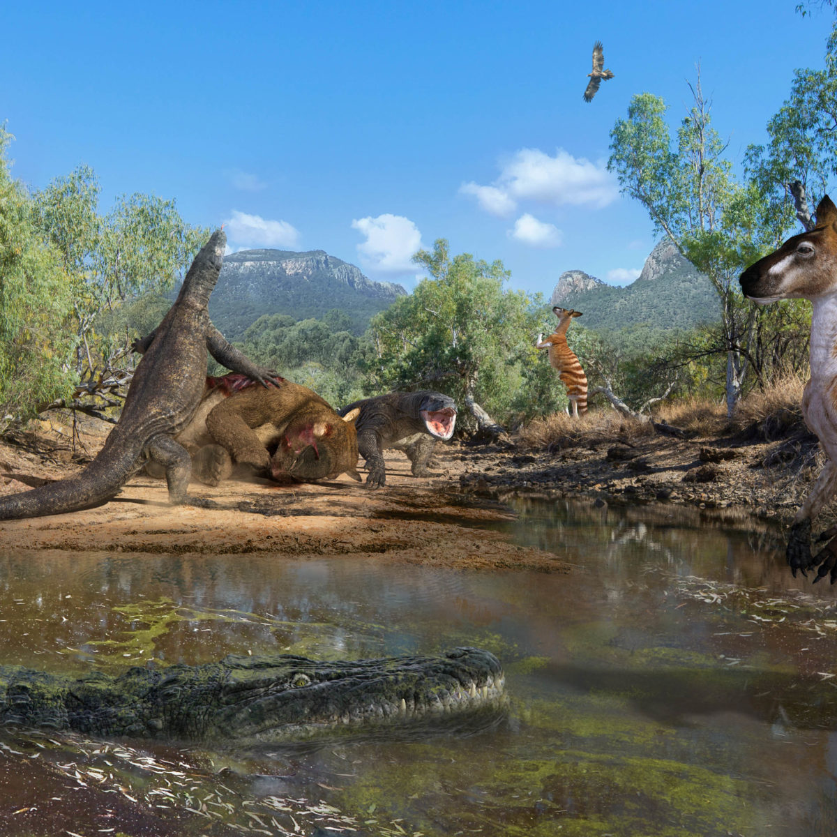 Queensland fossils shed light on megafauna extinction – Griffith News