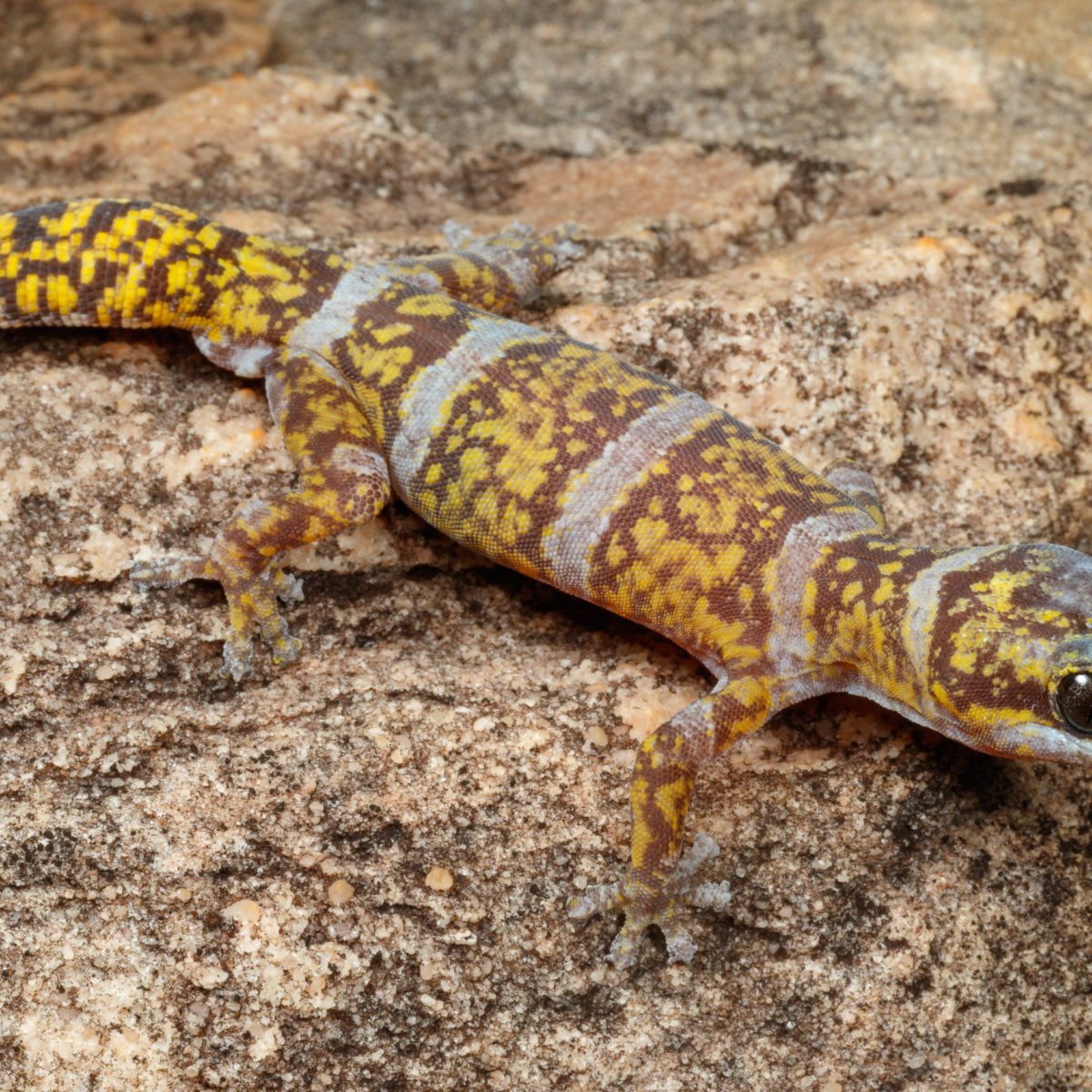 New velvet gecko discovered on one of Australia’s northern islands ...