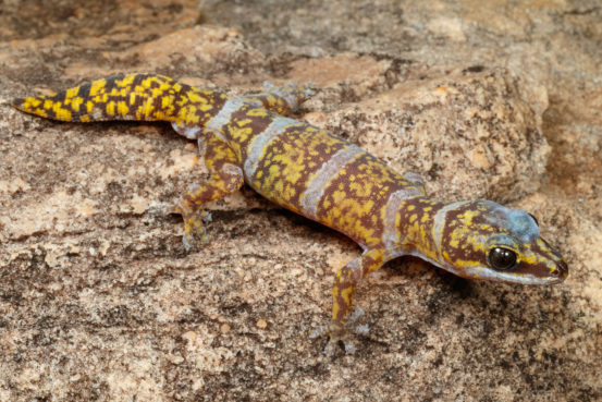 New velvet gecko discovered on one of Australia’s northern islands ...