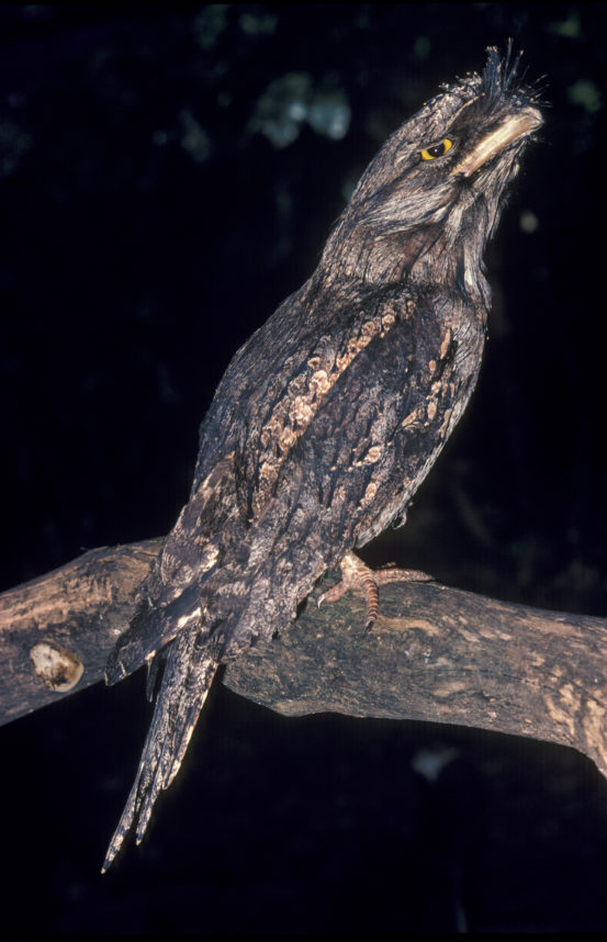 DNA sheds light on frogmouth’s flight to Australia. – Griffith News