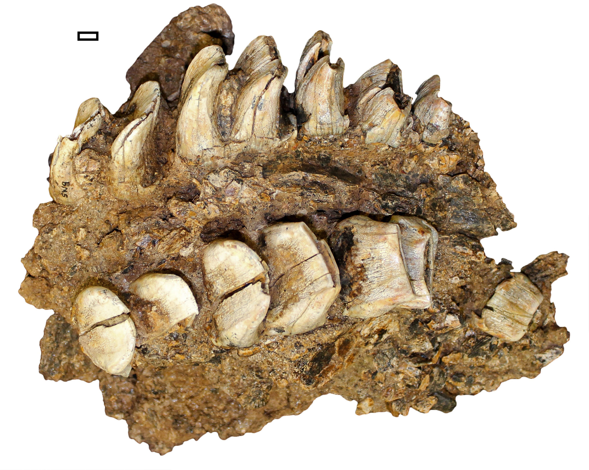 Queensland fossils shed light on megafauna extinction - Griffith News Queensland fossils shed light on megafauna extinction - Griffith News