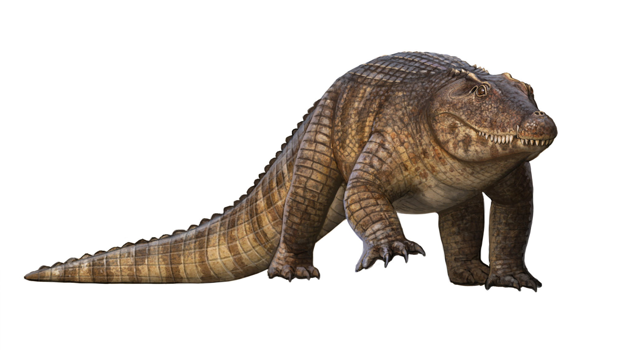 Queensland fossils shed light on megafauna extinction - Griffith News