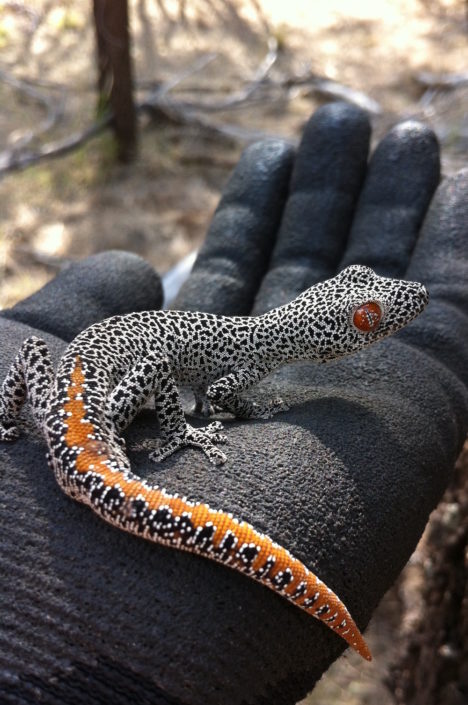 Australian reptile research needs to move beyond university backyards ...