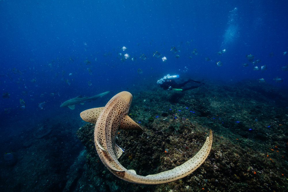 Gold Coast Bay Hope Spot embraces the harmony between city and sea ...