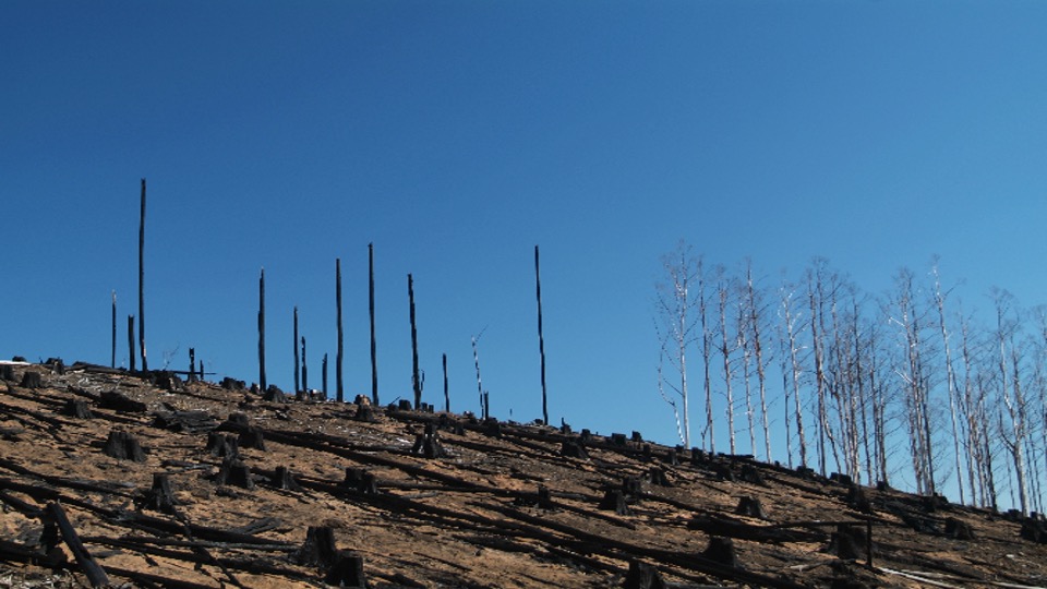 Post-fire logging removes tree hollows vital for wildlife recovery ...