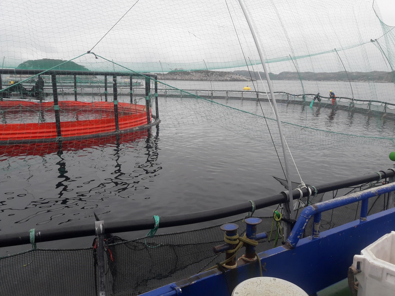 Submerging aquaculture cages could be the answer for fish farming ...
