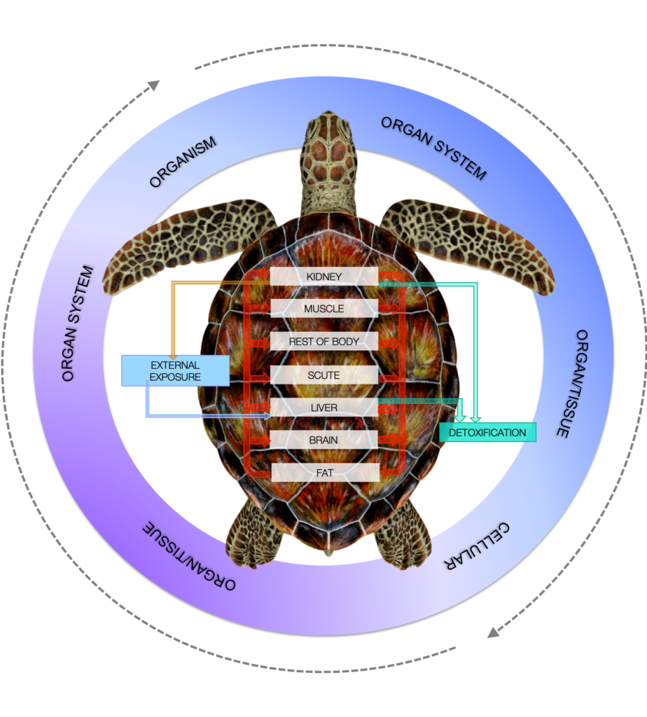 Three out of four turtle populations risk cadmium contamination ...