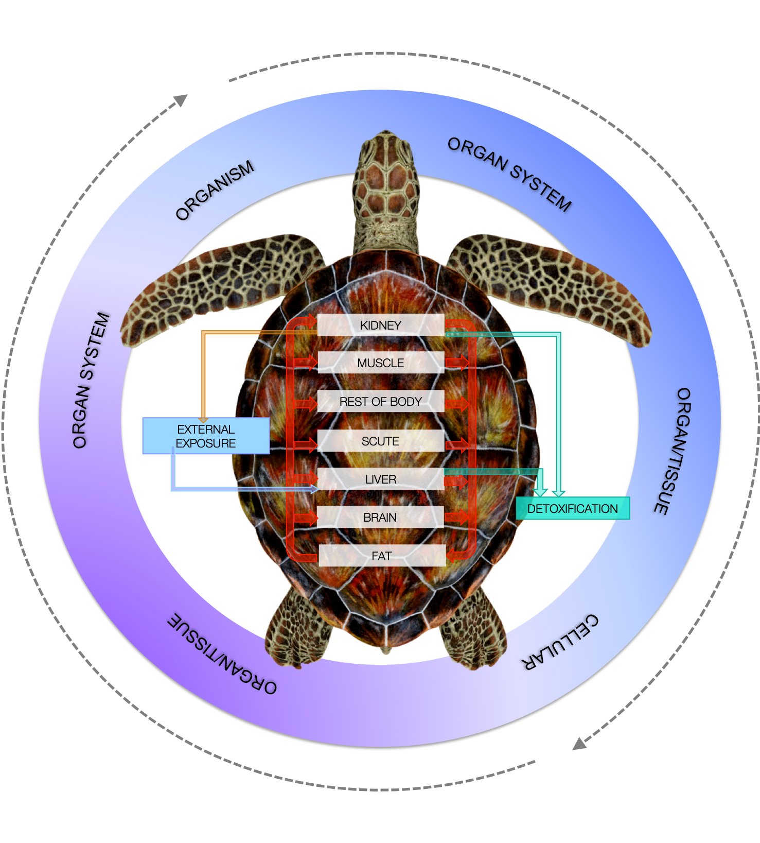 Three out of four turtle populations risk cadmium contamination ...