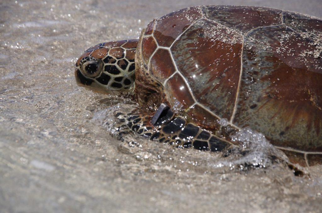 Is flood pollution causing turtle strandings? Griffith researchers look ...
