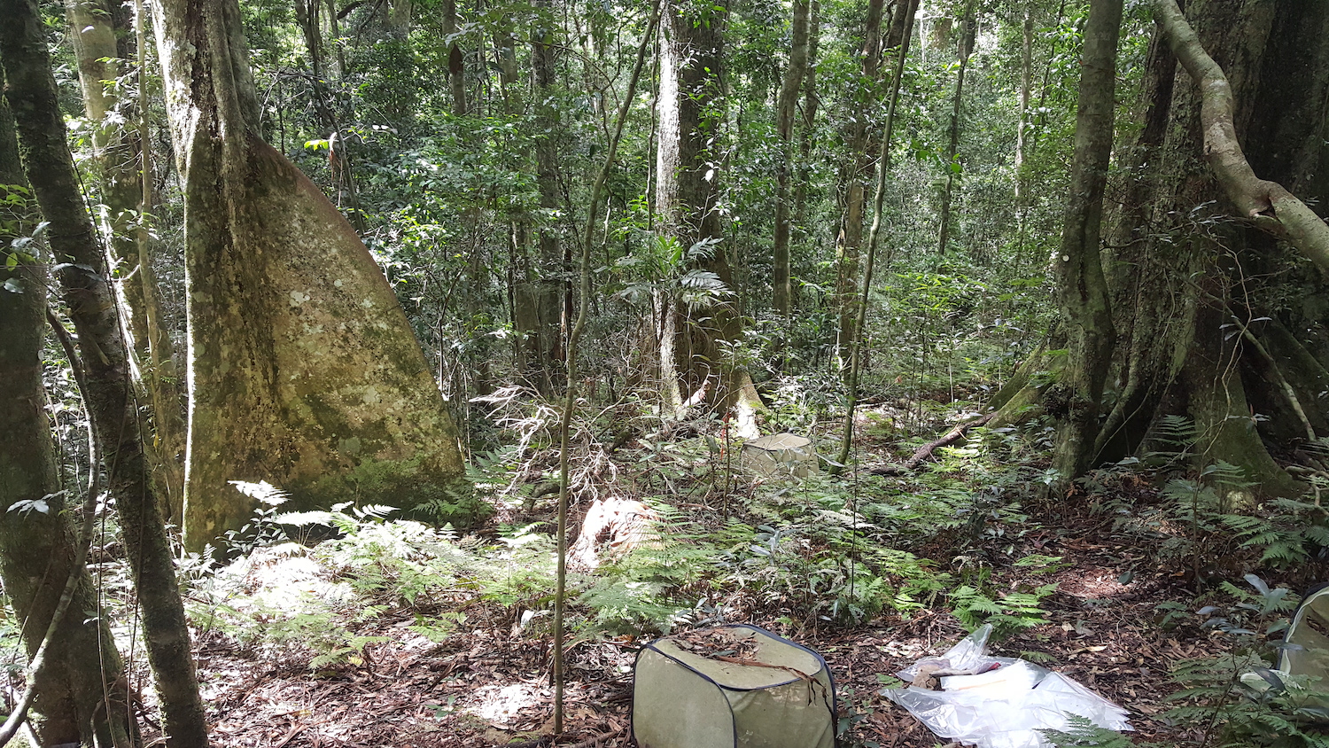Climate change to increase deadwood decomposition globally - Griffith News