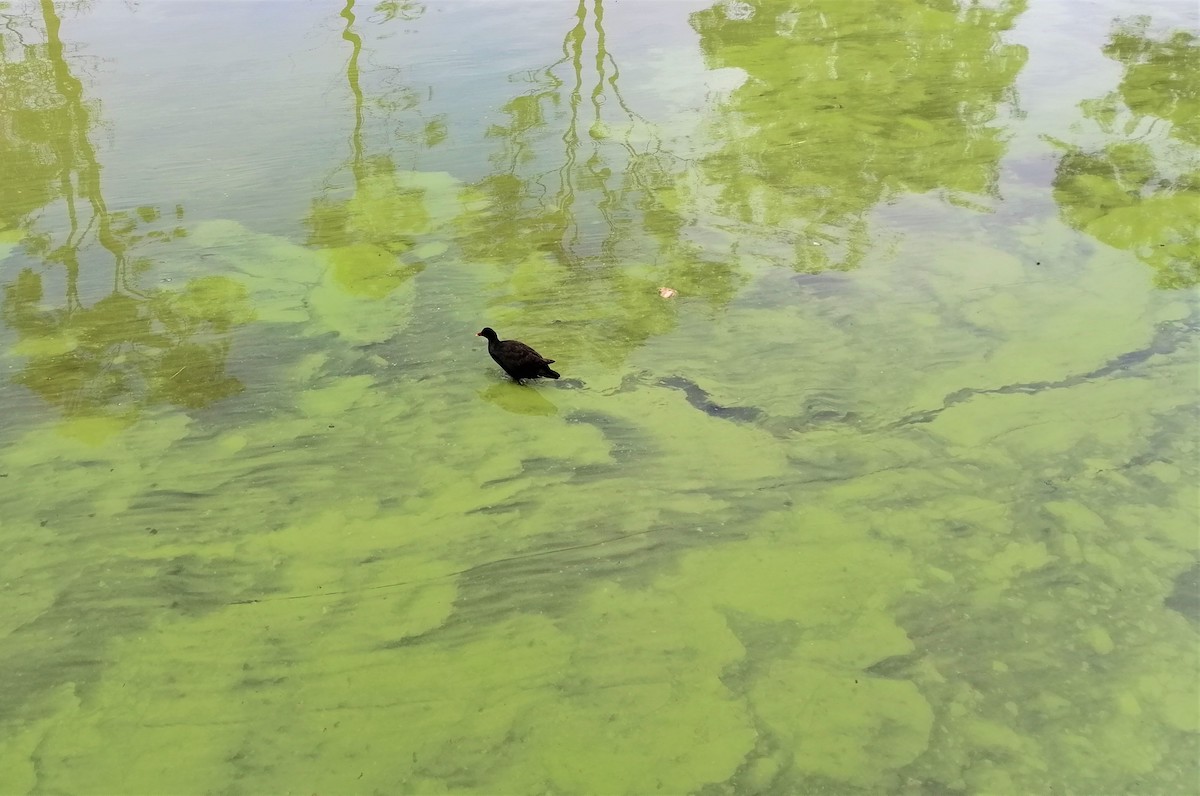 Climate change could lead to larger algal blooms - Griffith News