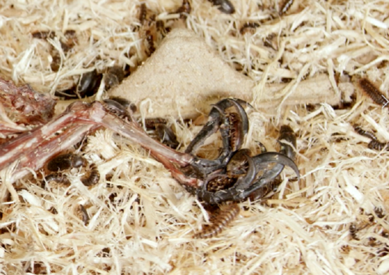 Flesh-eating bugs get to work on animal bone dataset – Griffith News