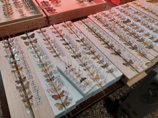 20-year insect research to investigate the buzz around climate change ...