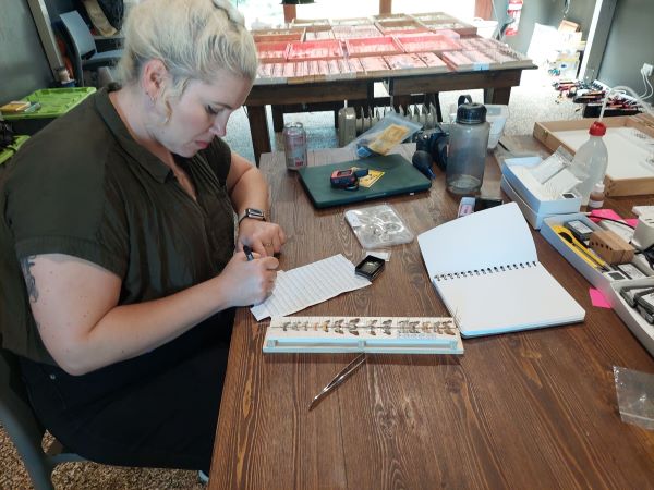 20-year insect research to investigate the buzz around climate change ...