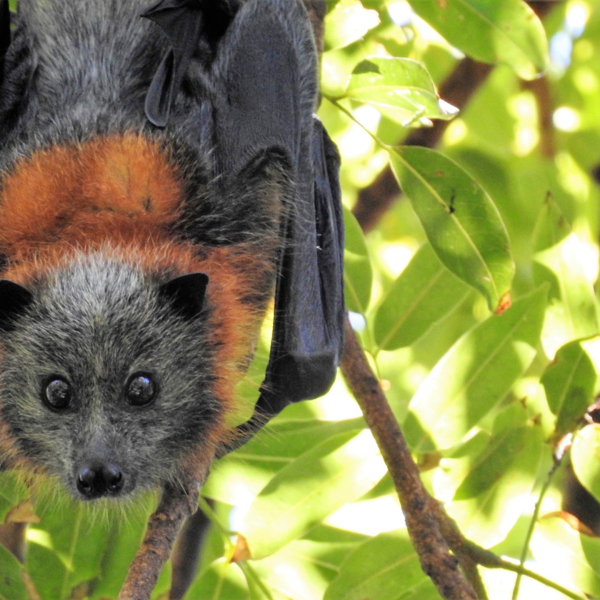 Climate and human-driven habitat destruction alter bat behaviour and ...