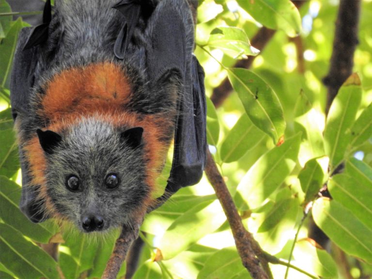 Climate and human-driven habitat destruction alter bat behaviour and ...