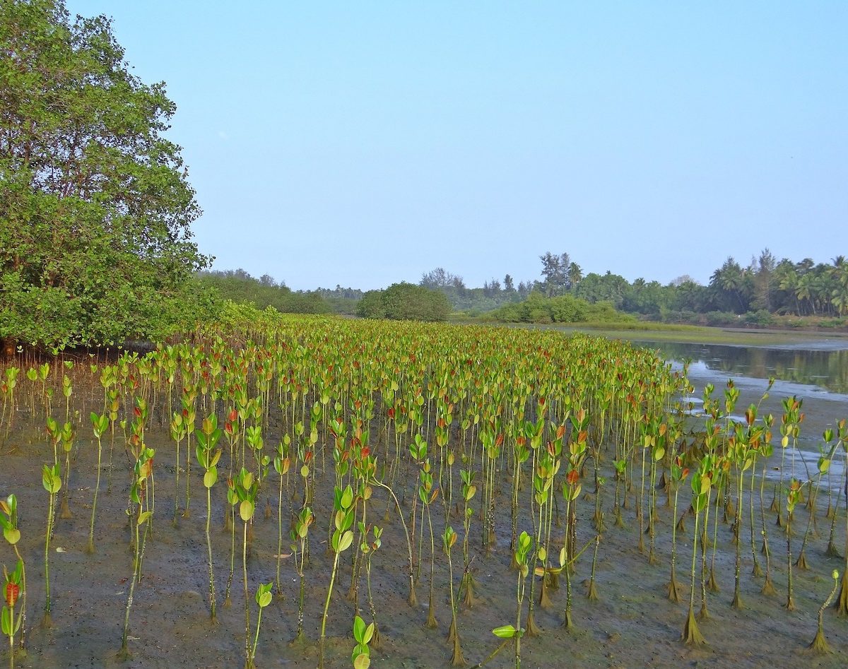Goals for mangrove recovery must be based on science – Griffith News