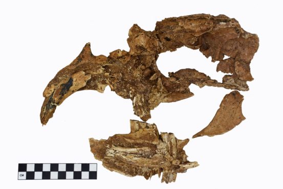 True giant wombat gives Diprotodon podium a wobble - Griffith News