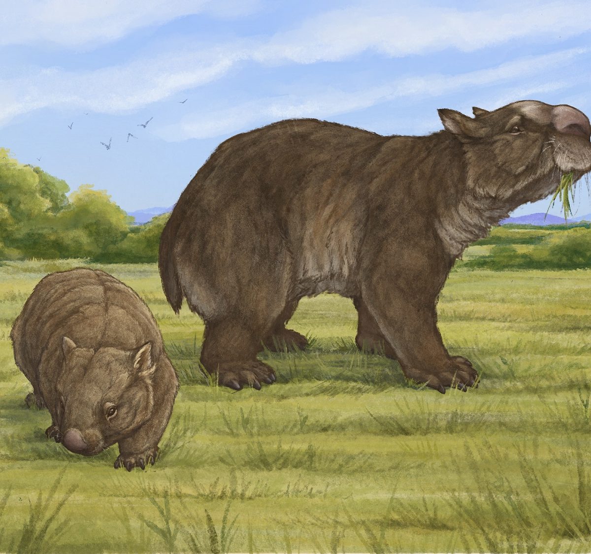 True giant wombat gives Diprotodon podium a wobble – Griffith News