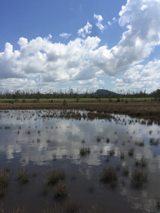 How will abandoned farmlands respond to sea level rise? - Griffith News