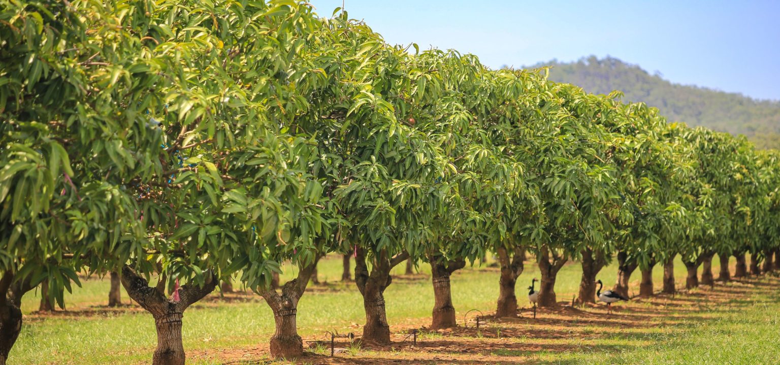 mango farming – Griffith News