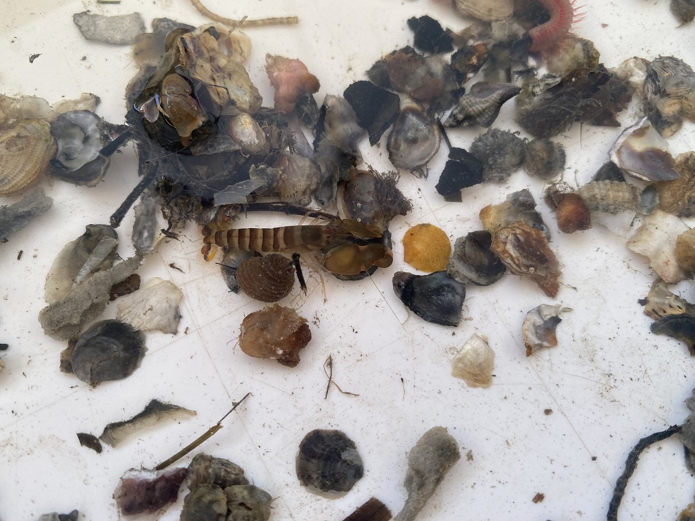 Oysters back from the brink thanks to novel restorationÂ - Griffith News