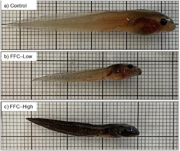 Bushfire fighting chemicals extinguish frog development - Griffith News