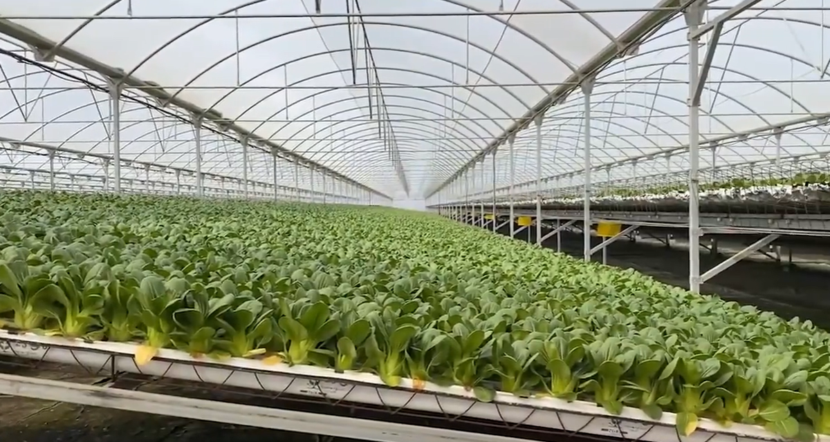 Agriculture future has arrived with launch of hi-tech farm – Griffith News