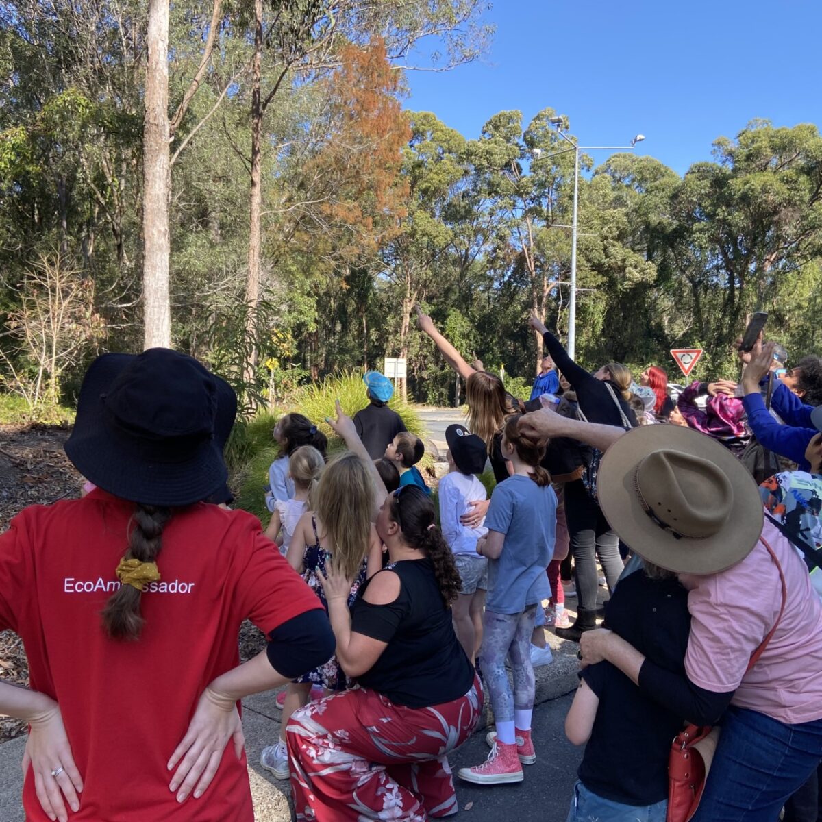 Inspiring the future of conservation at Griffith Family Koala Fair ...
