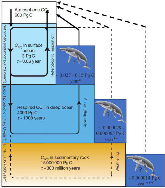Whales not to be counted on as ‘climate savers’: study - Griffith News