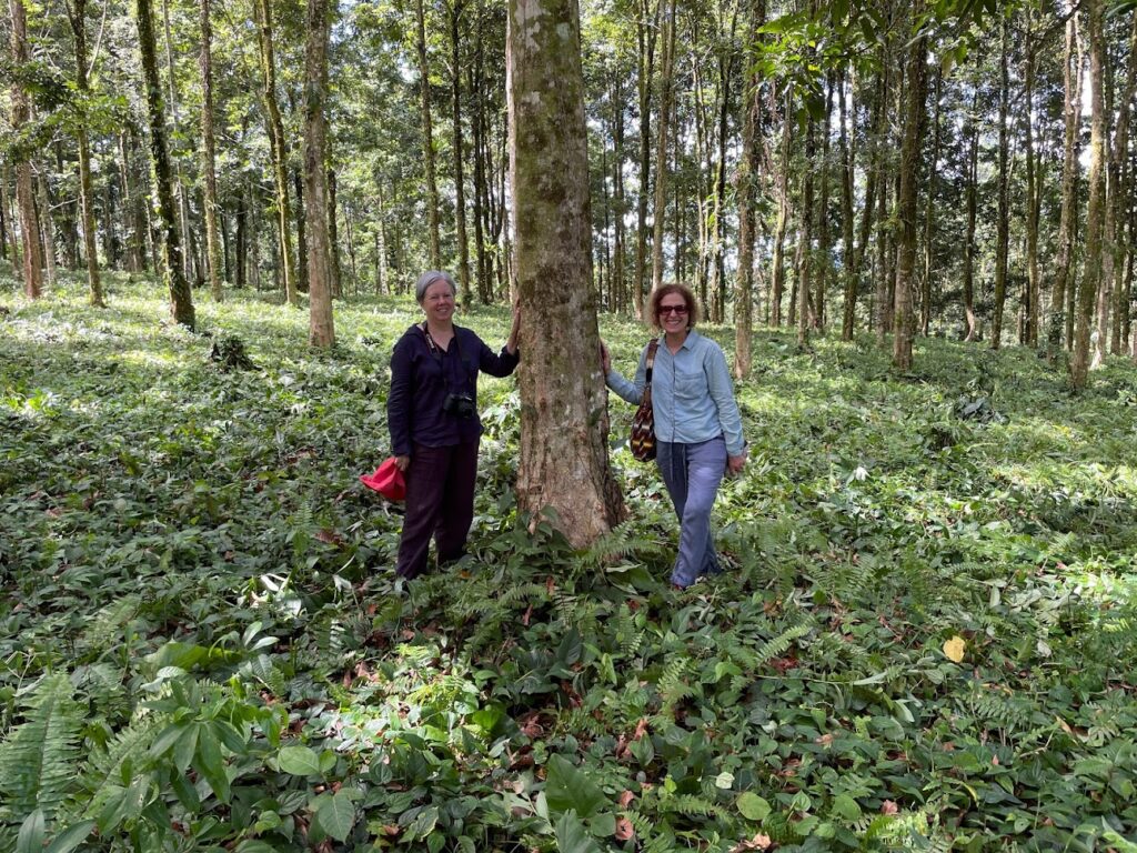 Forest regeneration project puts tools in community hands - Griffith News