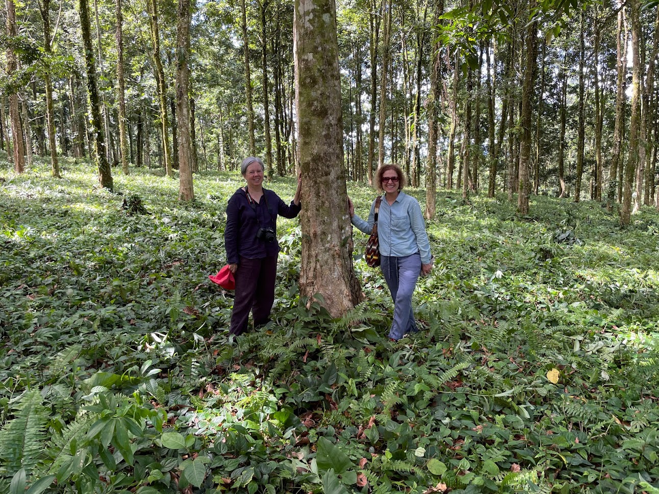 Forest regeneration project puts tools in community hands - Griffith News