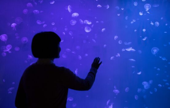 Sea jellies exhibit illuminates interest in marine life: survey ...
