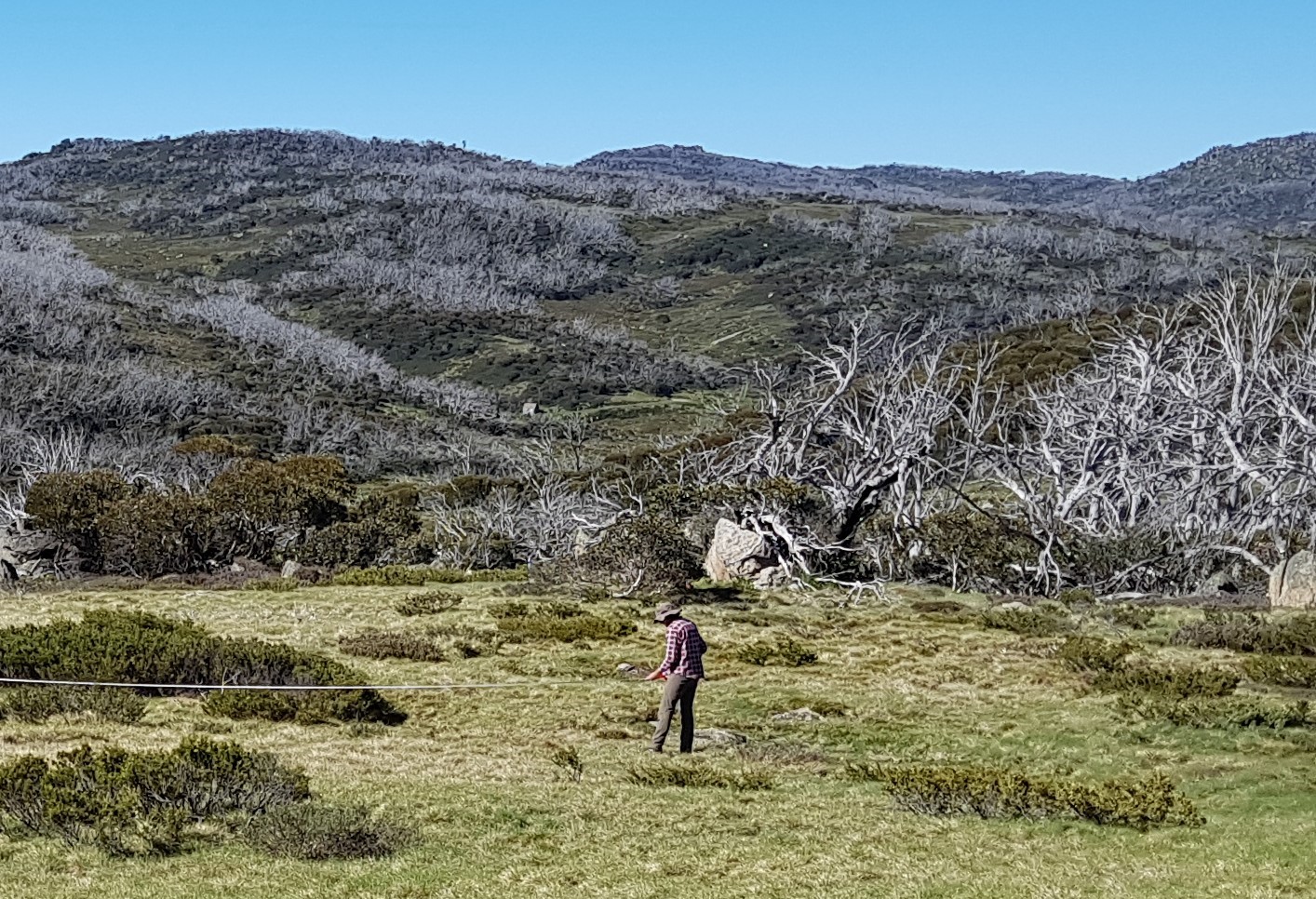 Alpine habitat may be more susceptible to bushfire - Griffith News