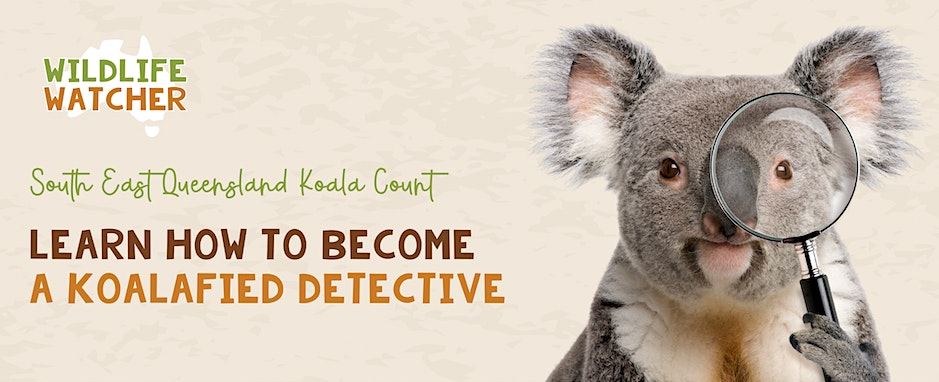 South East Queenslanders called to count koalas - Griffith News