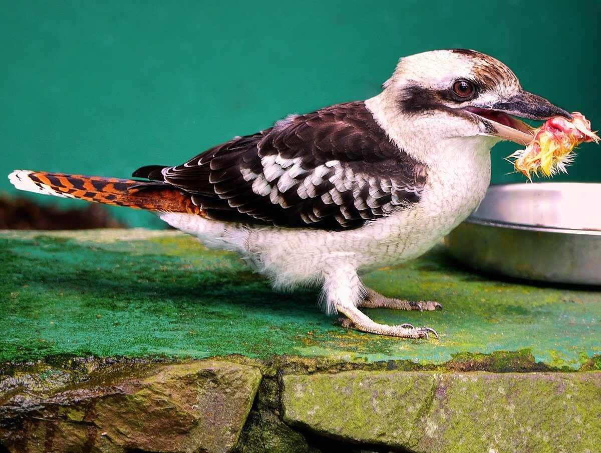 Human-bird backyard interactions soar during lockdowns – Griffith News