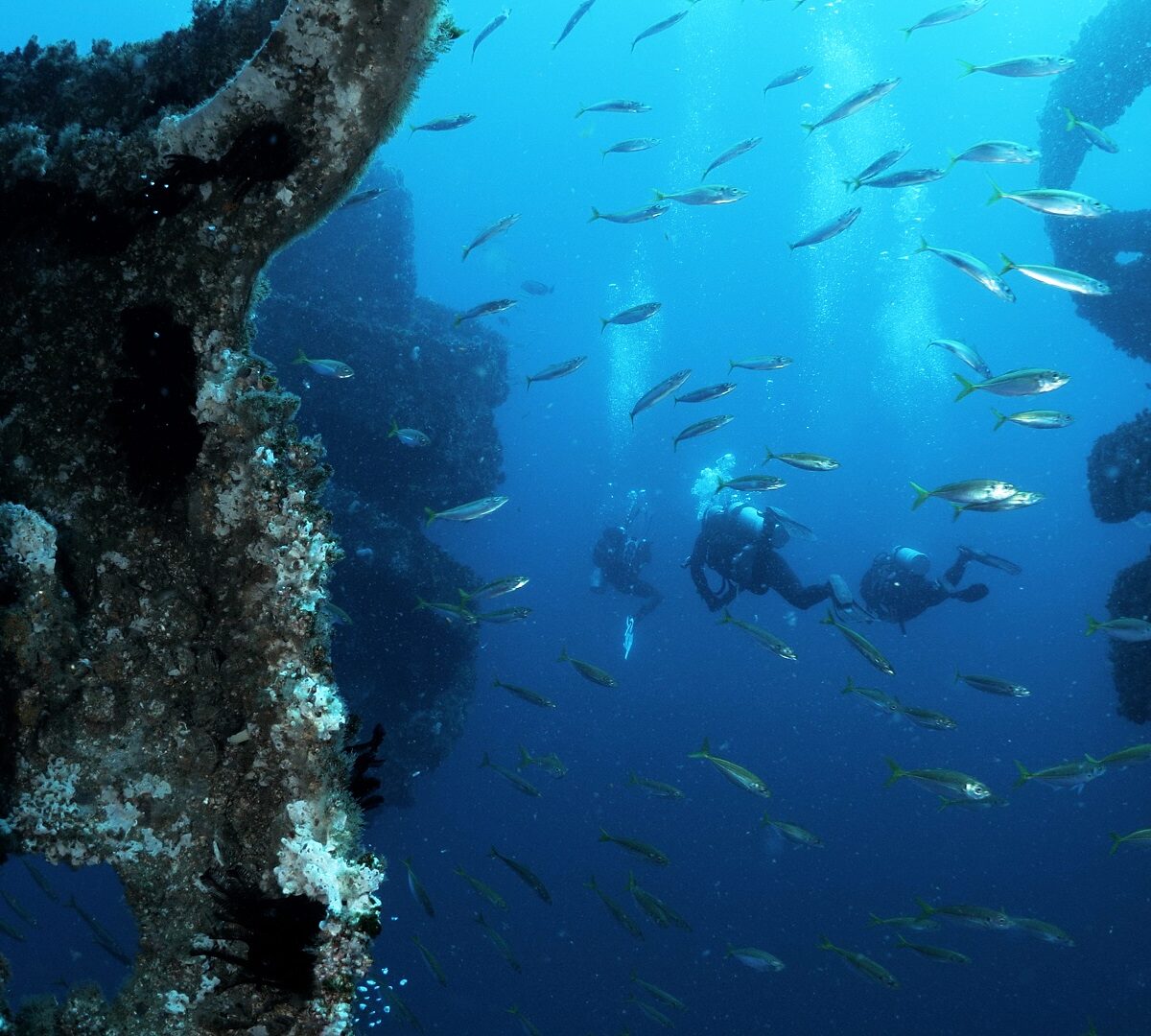 Wonder Reef hydrophone listens in on secret underworld of marine life ...